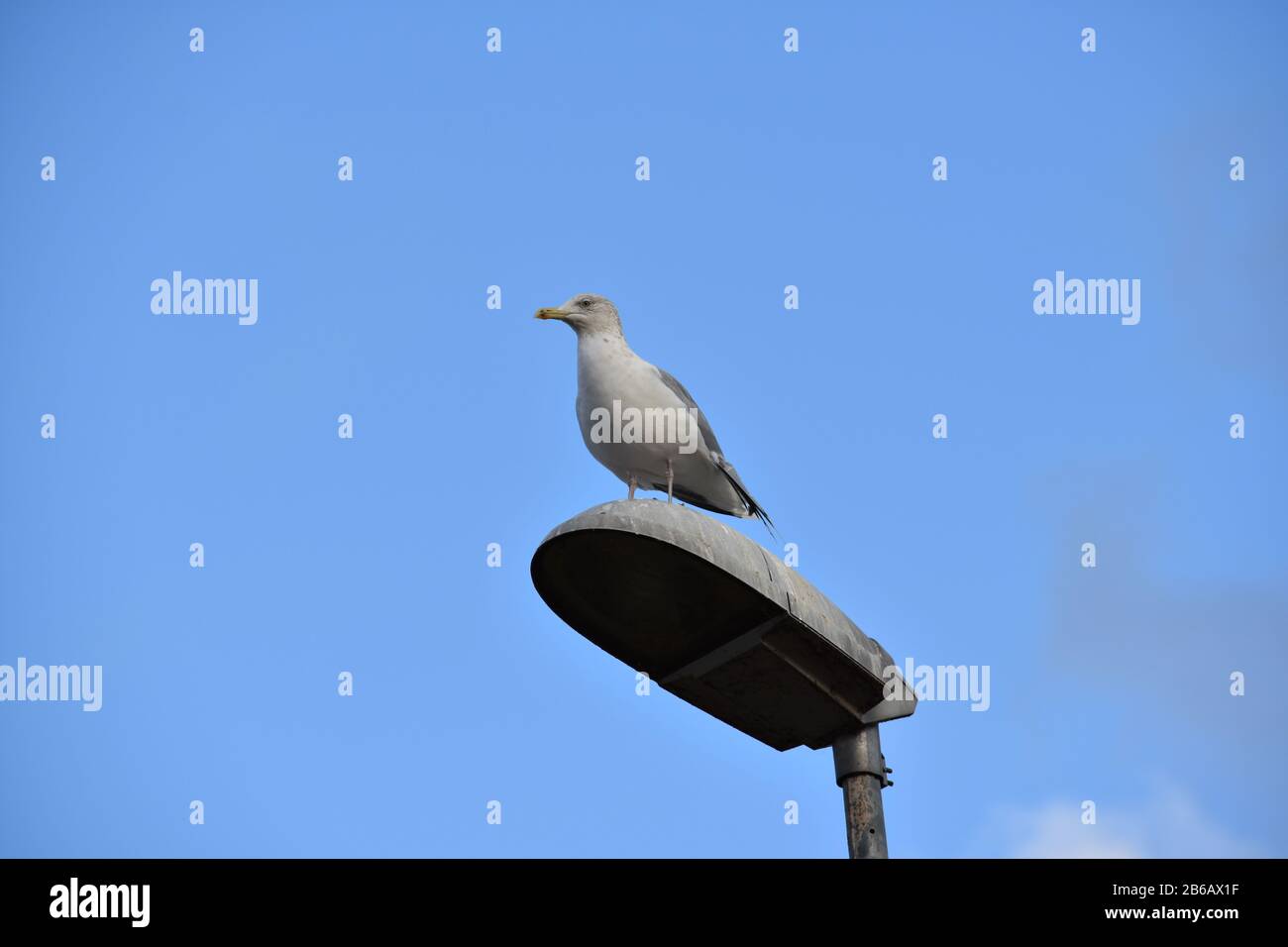 Seagull standing on top of street lamp lantern blue sky background ...