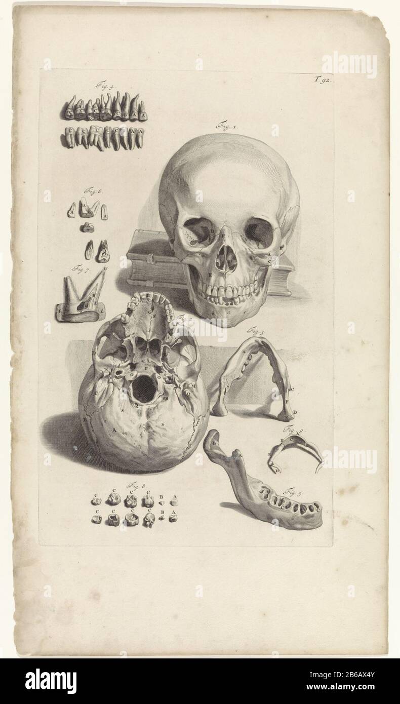 Anatomical study of the skull hi-res stock photography and images - Alamy