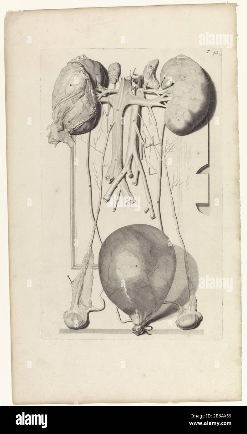 Urinary system drawing hi-res stock photography and images - Alamy