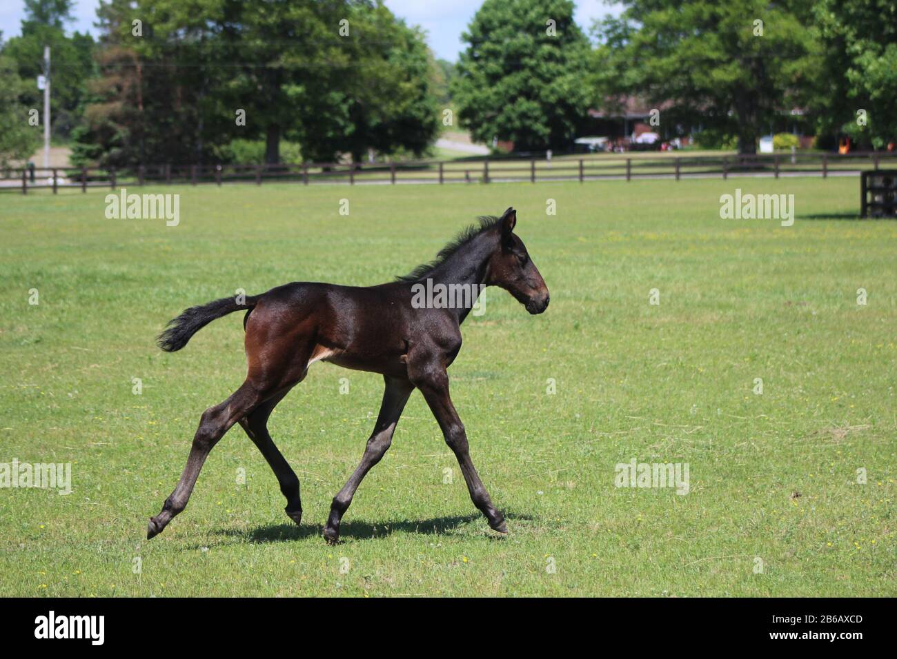 Future racehorse hi-res stock photography and images - Alamy