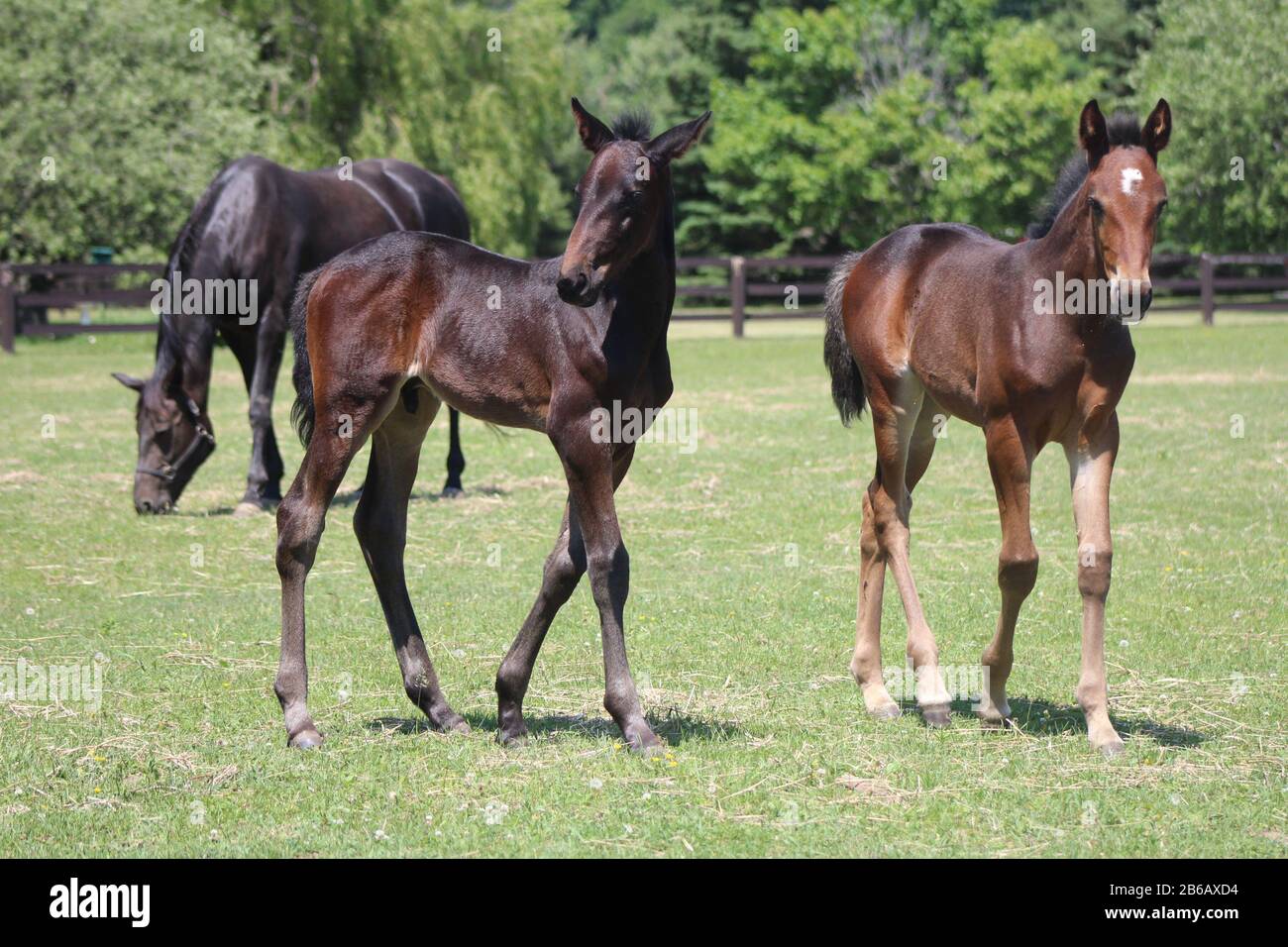 Future rachorses hi-res stock photography and images - Alamy