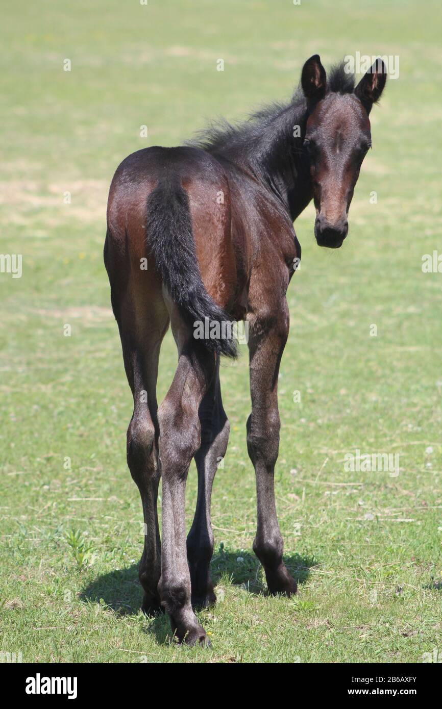 Standardbred future racehorse hi-res stock photography and images - Alamy