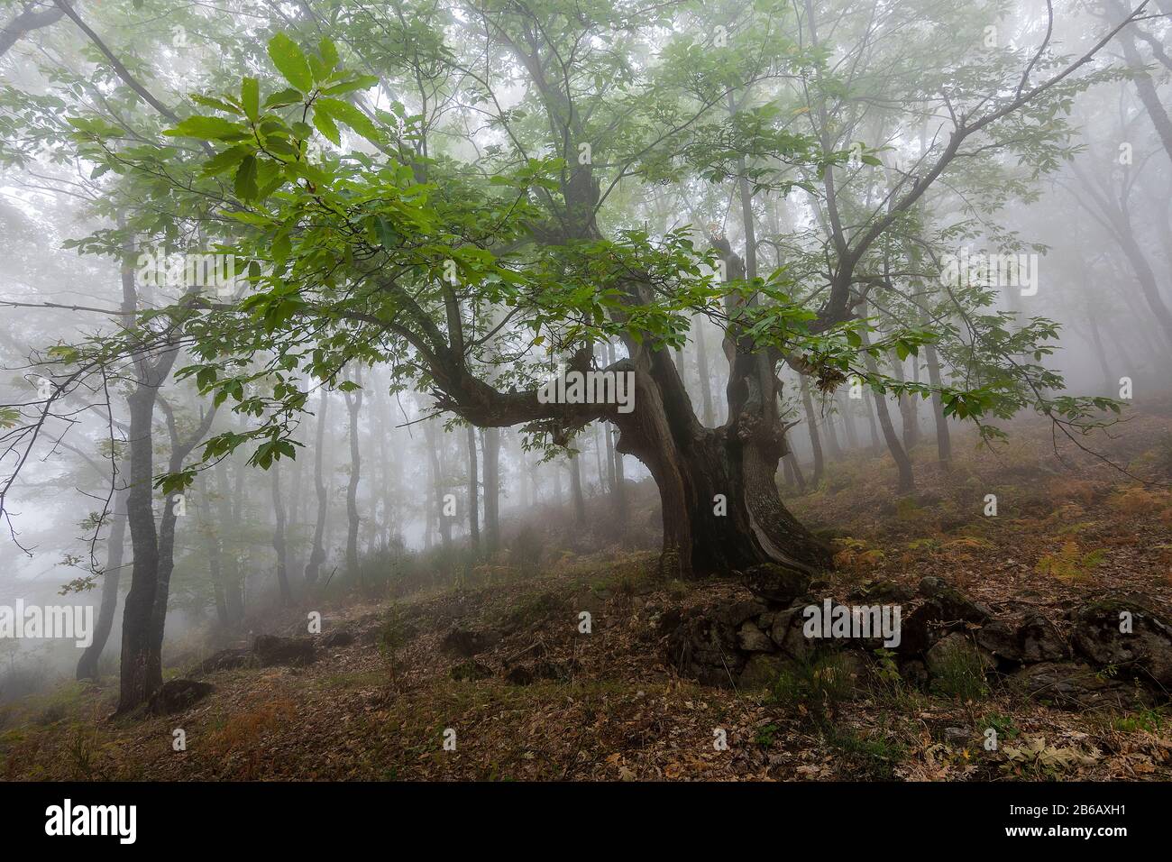 Magic trunk hi-res stock photography and images - Alamy