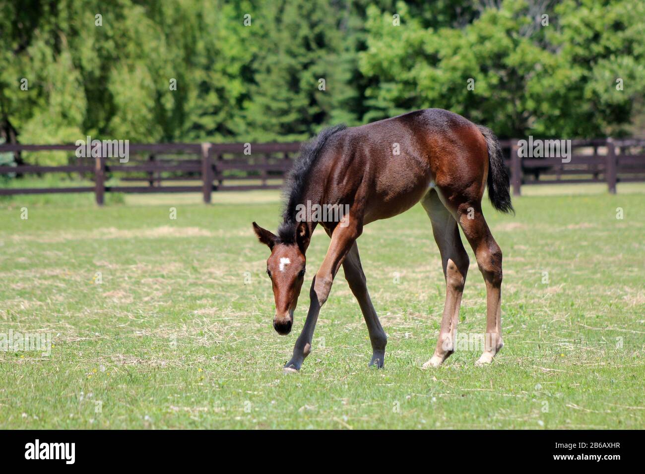 Standardbred future racehorse hi-res stock photography and images - Alamy