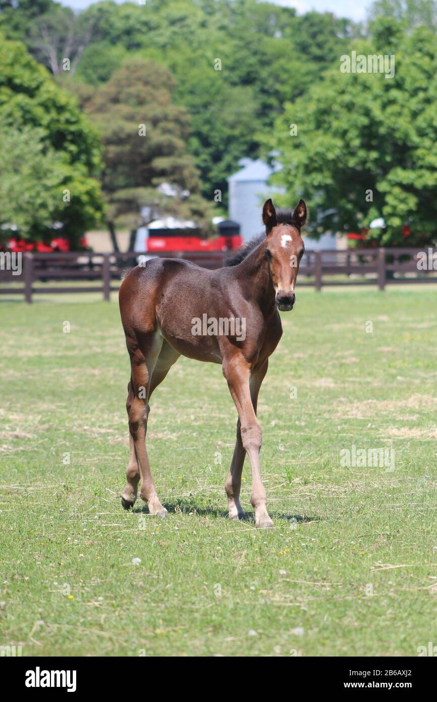 Mares Foals On High Resolution Stock Photography and Images - Alamy