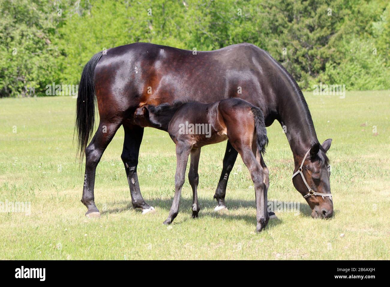Standardbred future racehorse hi-res stock photography and images - Alamy