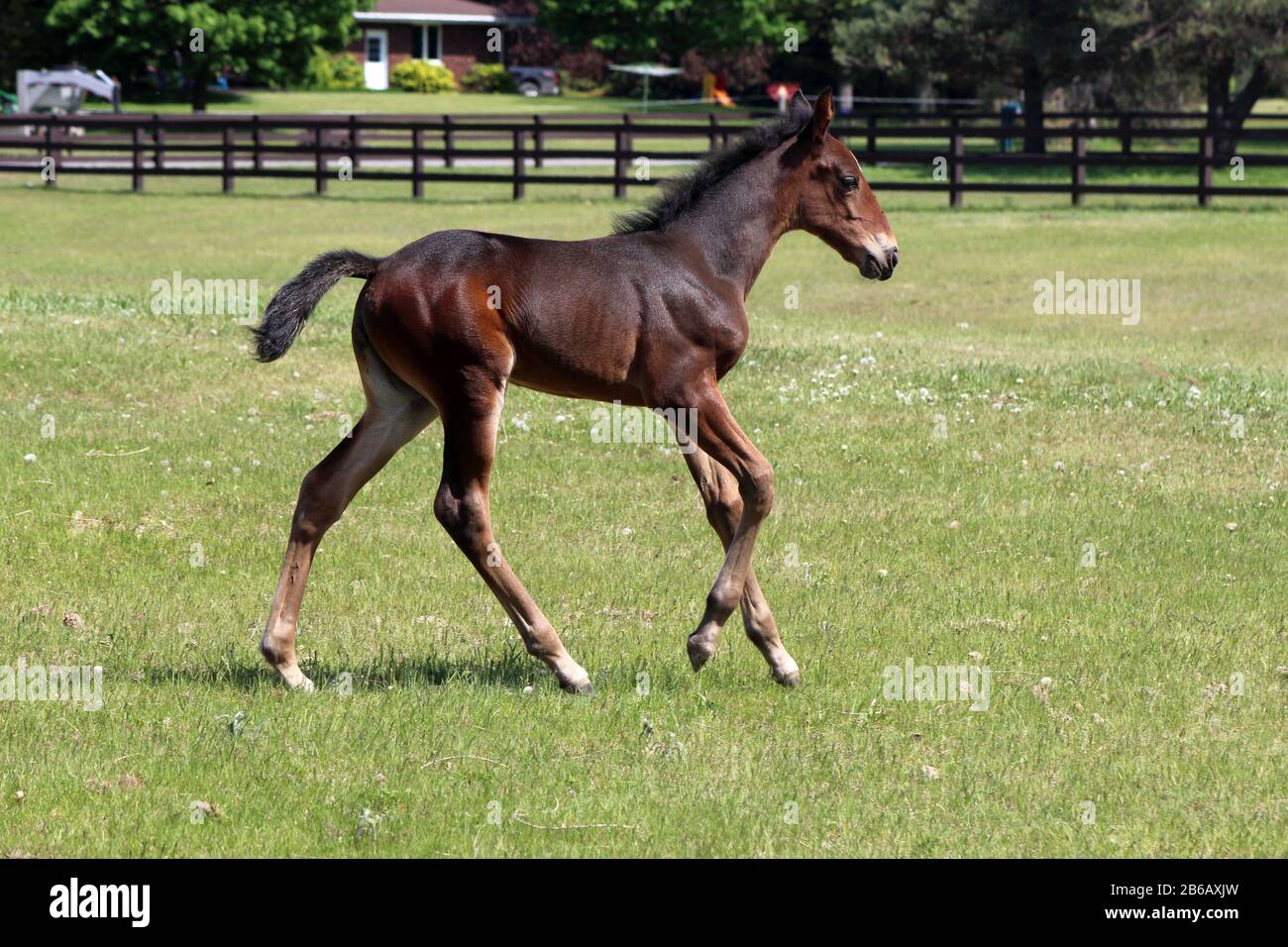 Mares foals on green field hi-res stock photography and images - Alamy