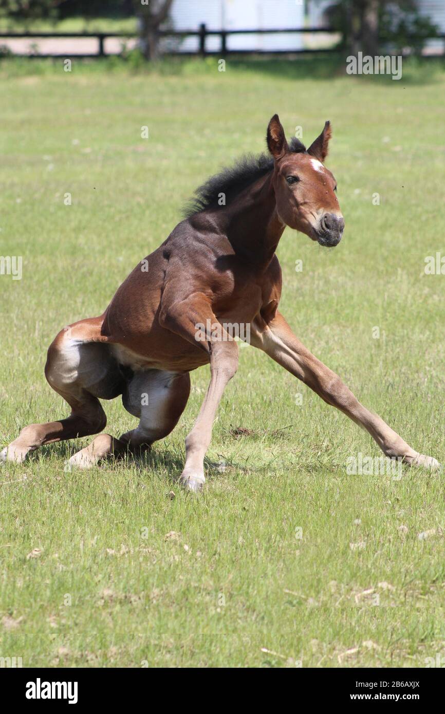 Future rachorses hi-res stock photography and images - Alamy
