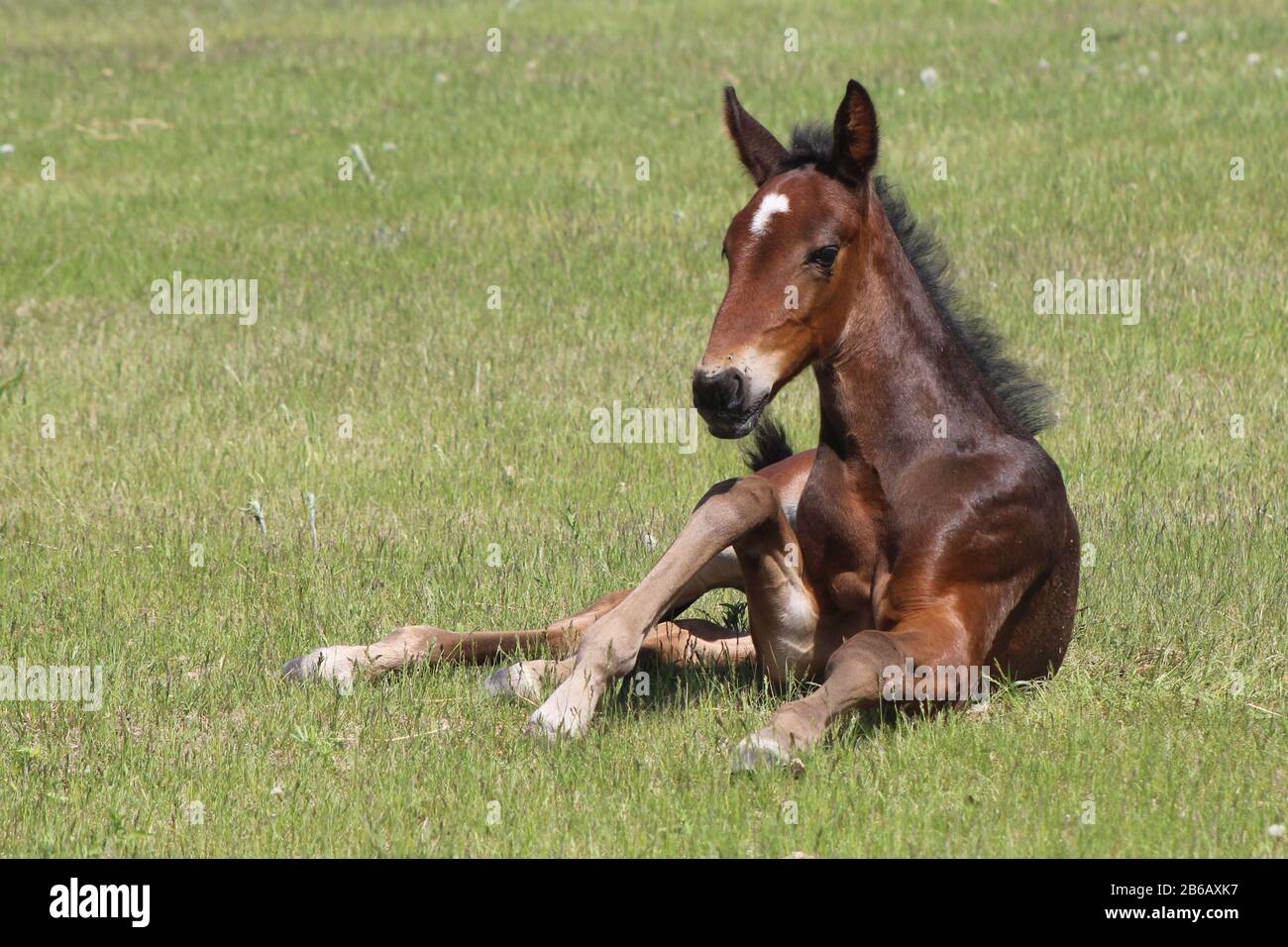 Future racehorse hi-res stock photography and images - Alamy