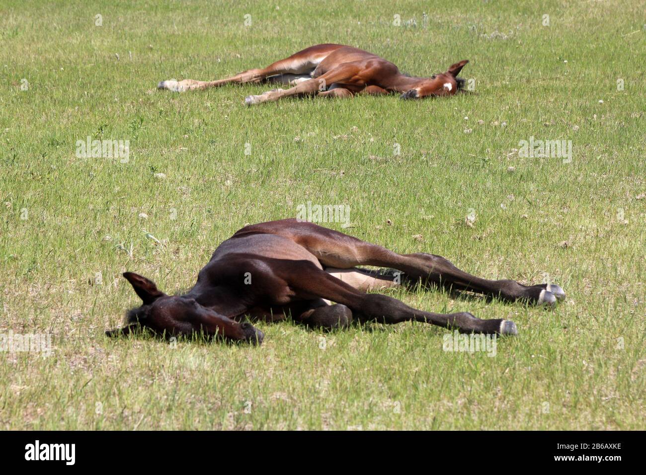 Standardbred racehorse foals in pasture Stock Photo - Alamy