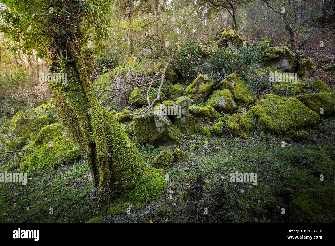 Mossy tree hi-res stock photography and images - Alamy