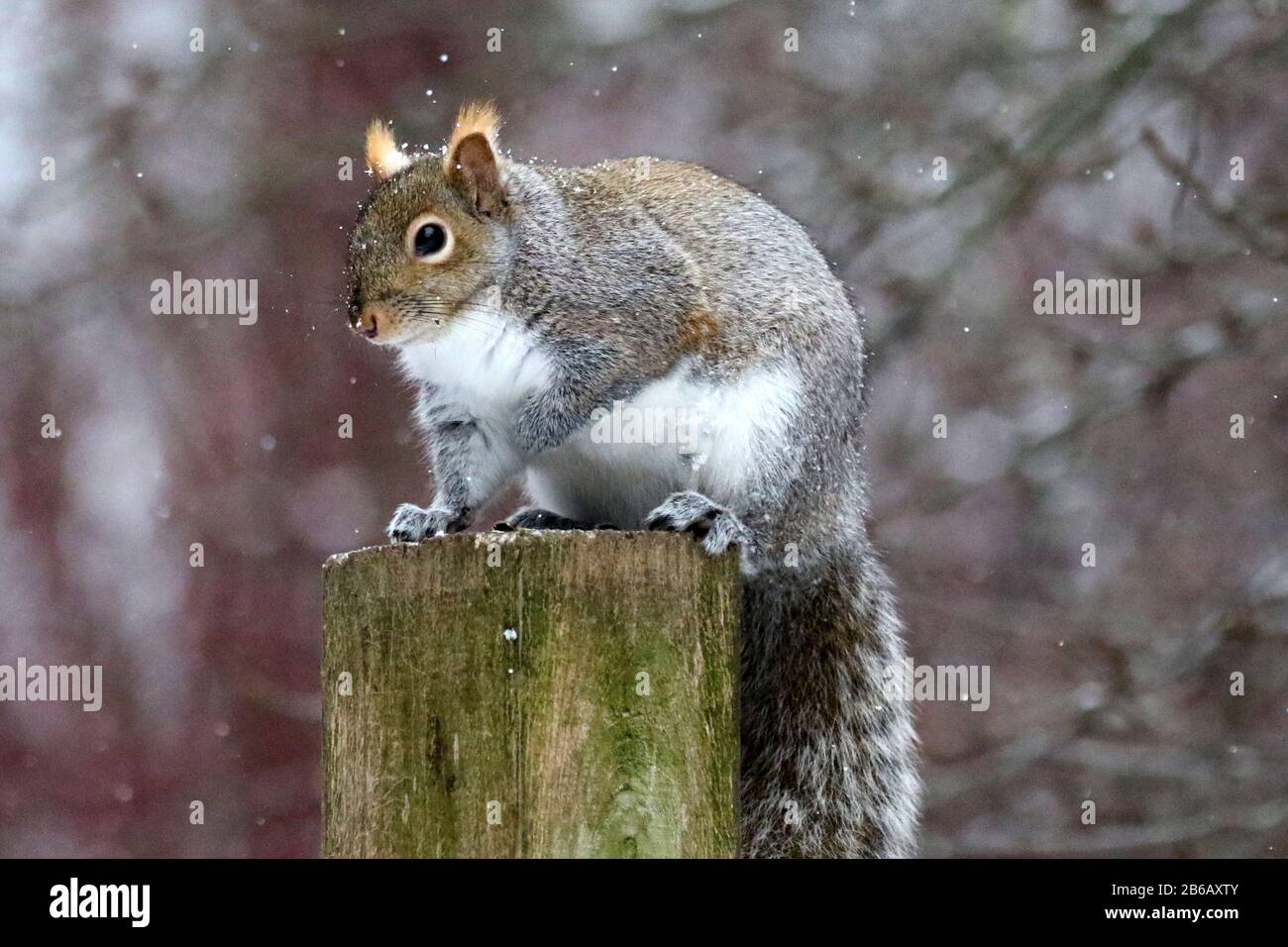 Squirrels in a Nature reserve forest Stock Photo - Alamy
