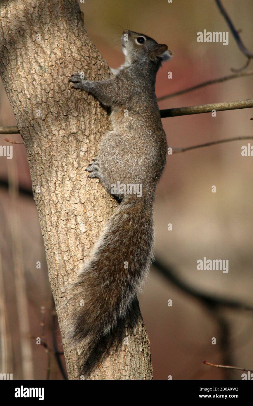 Squirrels in a Nature reserve forest Stock Photo - Alamy
