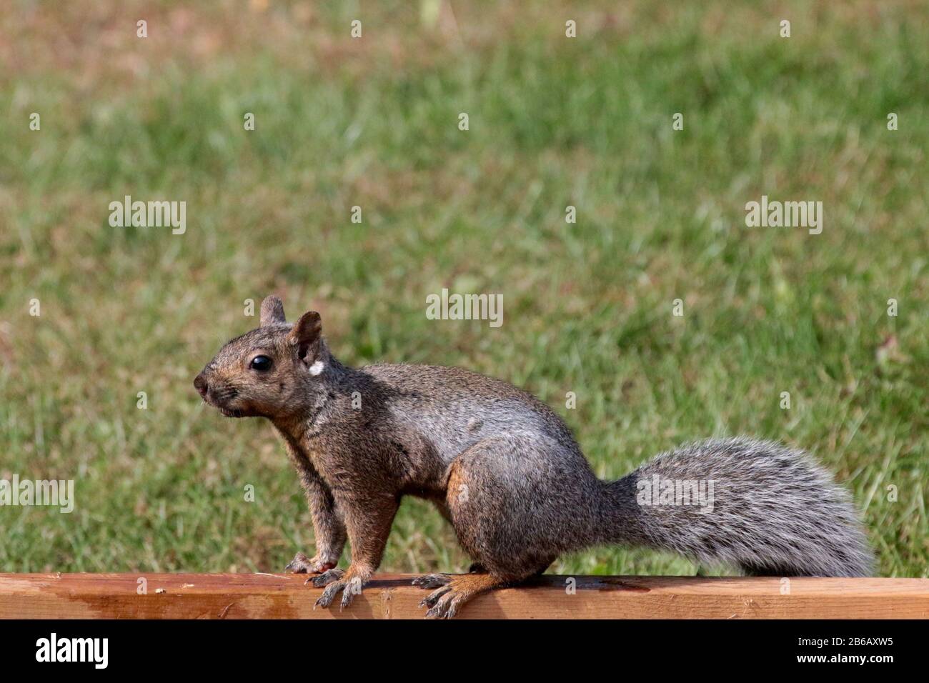Squirrels in a Nature reserve forest Stock Photo - Alamy