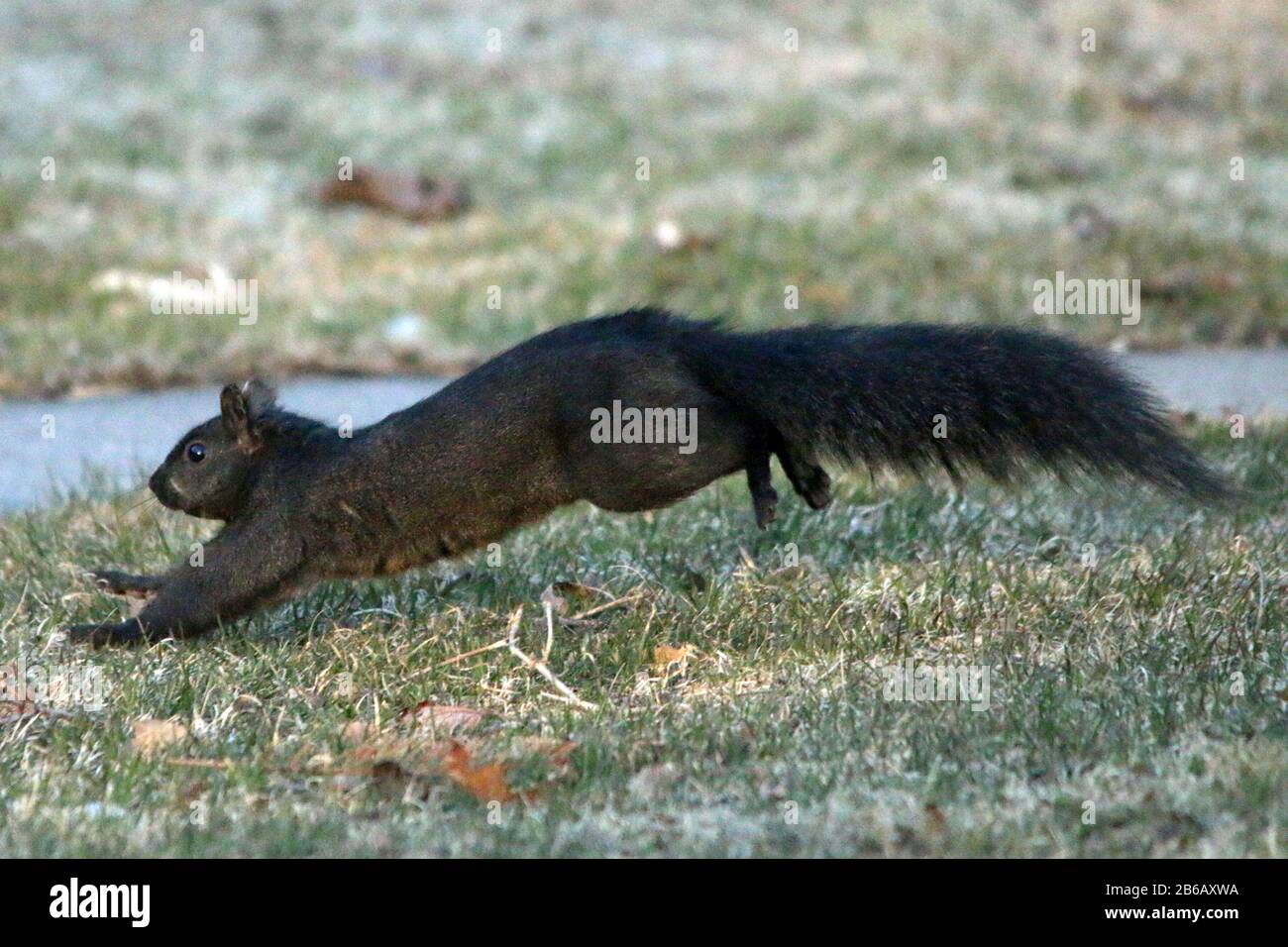 Squirrels in a Nature reserve forest Stock Photo - Alamy