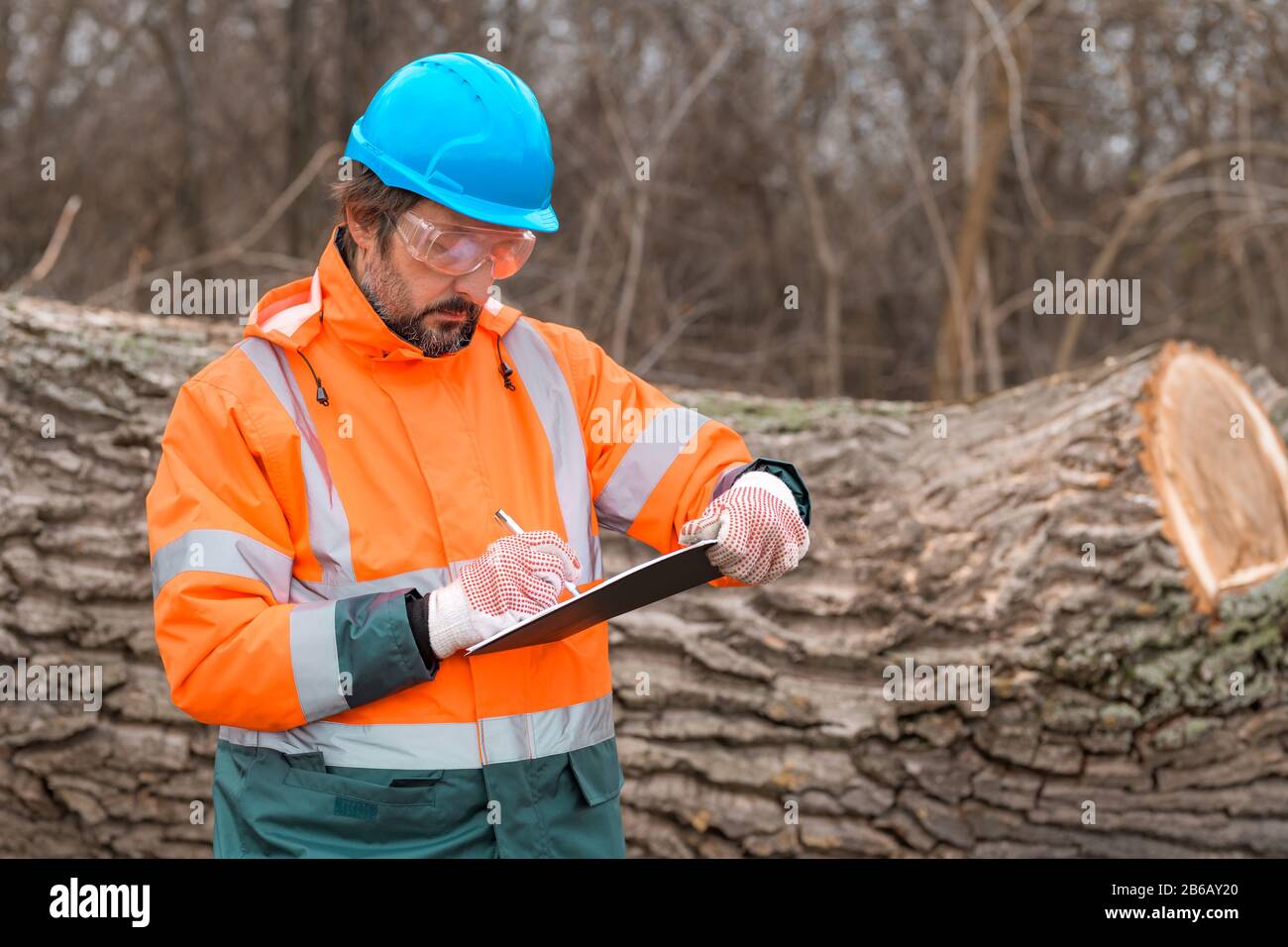 Forestry technician collecting data notes in forest during logging ...