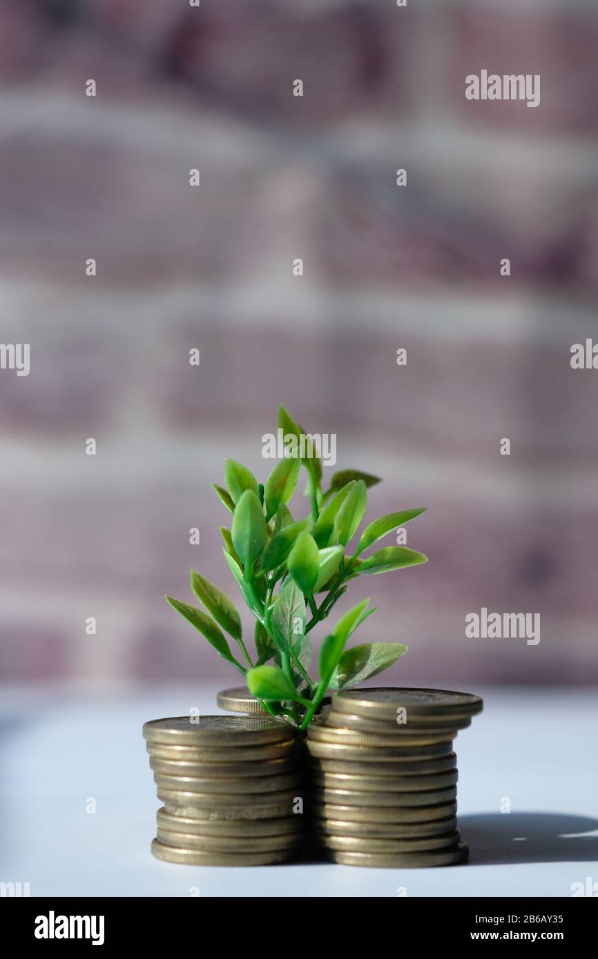 young plant growing with stack of coins Stock Photo - Alamy