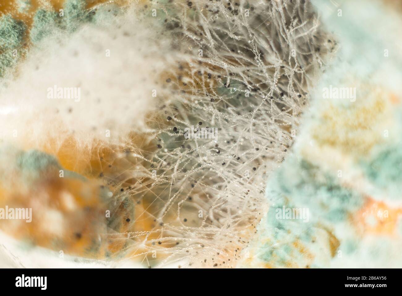 Tiny Slime mold growing on the forest floor macro photography close-up ...