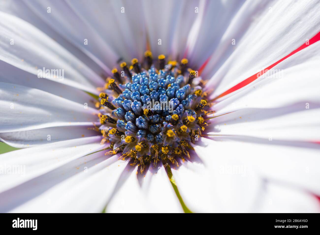 Blue disc African daisy with white petals Stock Photo - Alamy