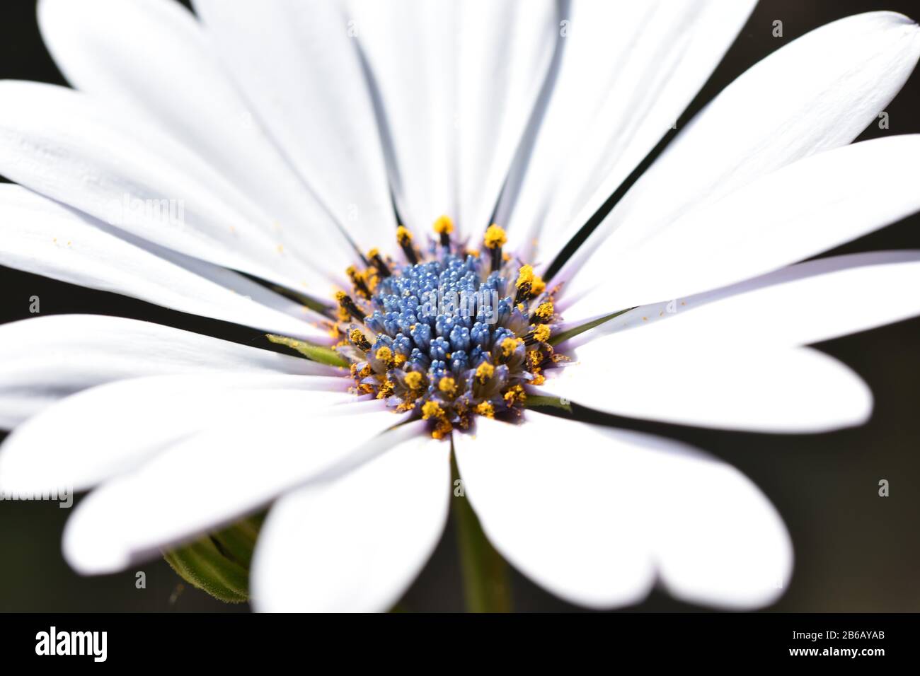 Blue disc African daisy with white petals Stock Photo - Alamy