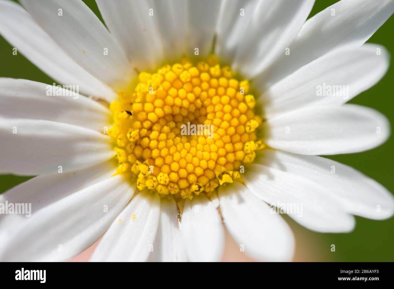 Stamen and petals of a beautiful daisy flower Stock Photo - Alamy