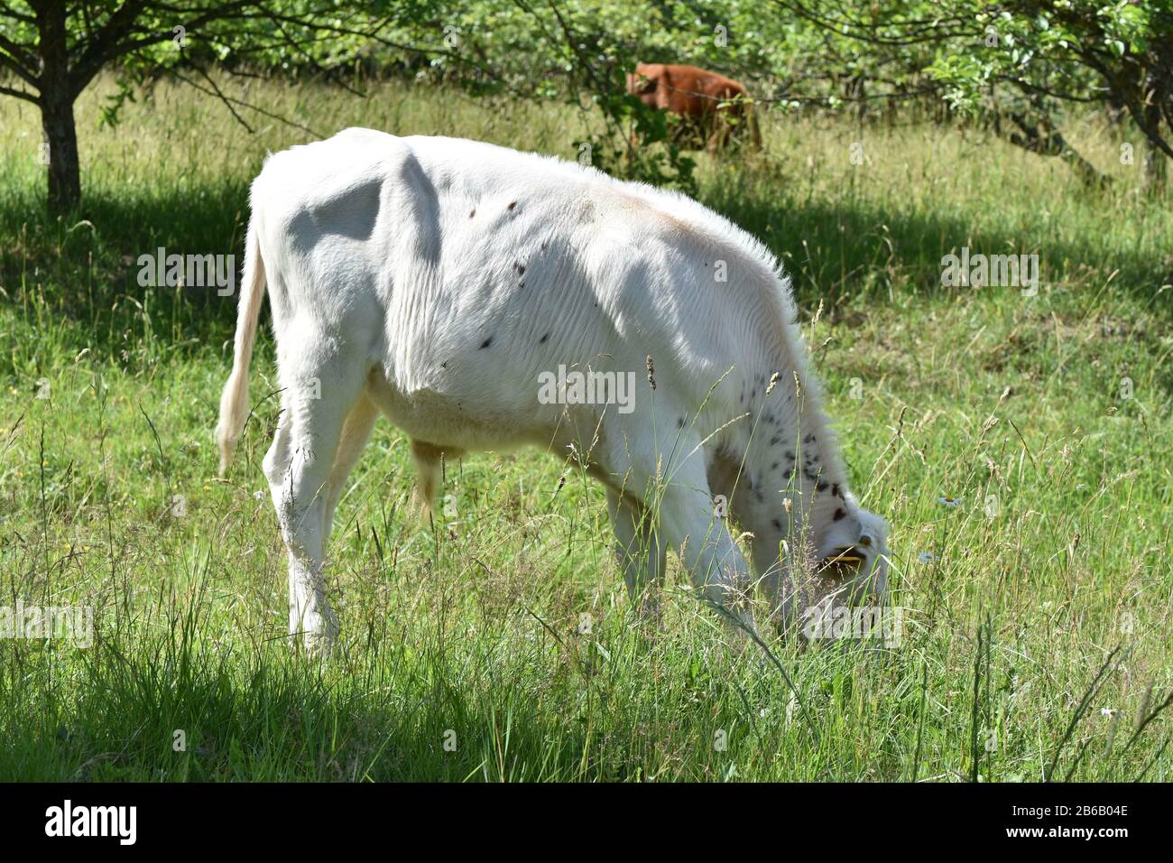 White cow eating grass hi-res stock photography and images - Alamy