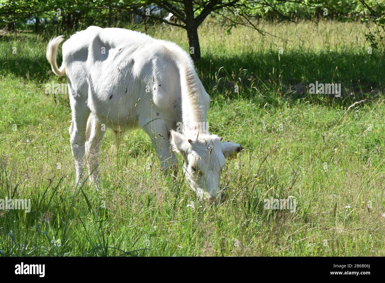 White cow eating grass hi-res stock photography and images - Alamy