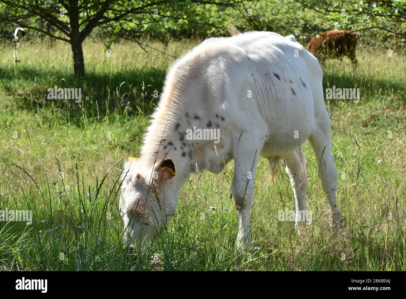 White cow eating grass in green field Stock Photo - Alamy