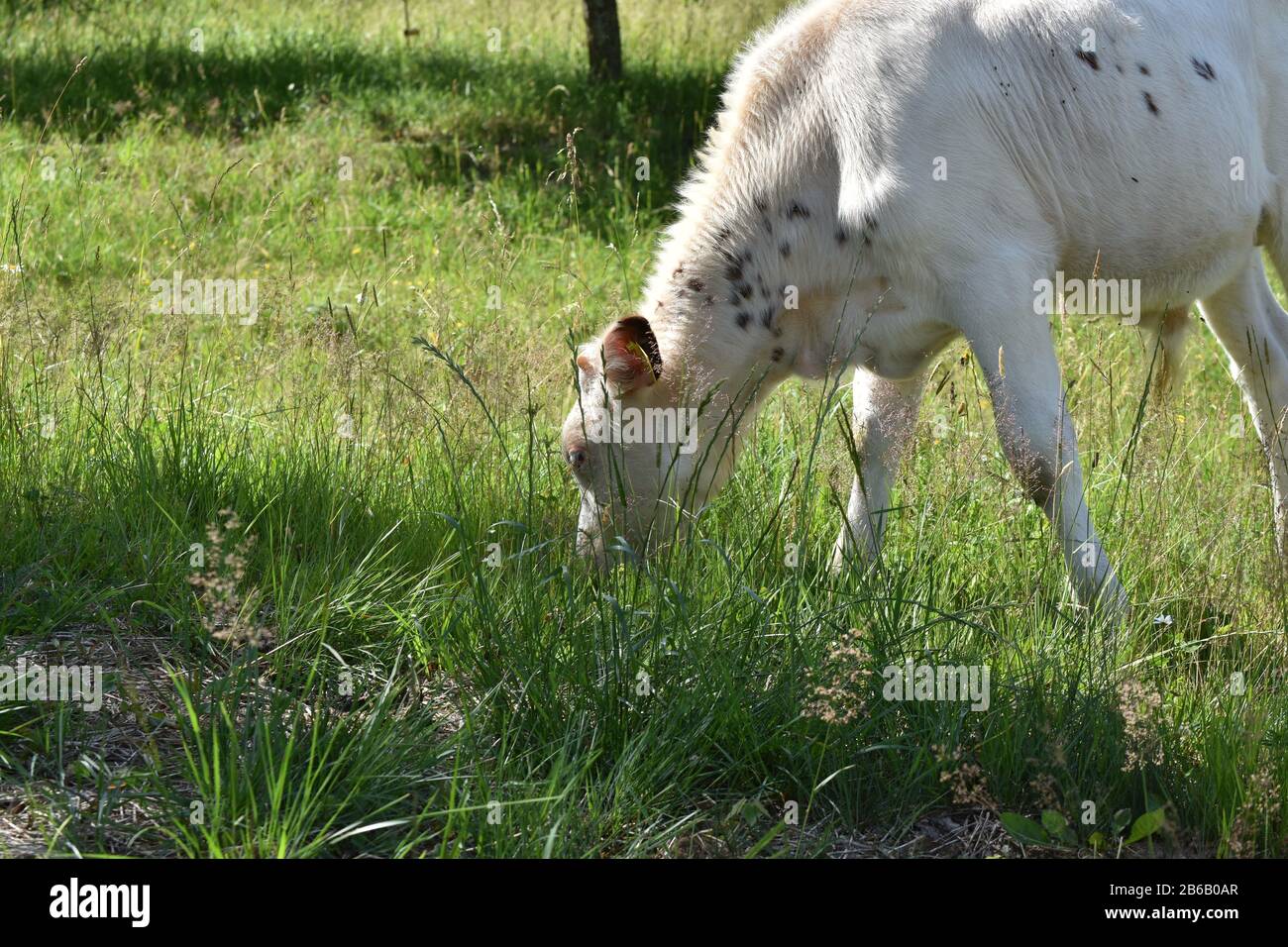 White cow eating grass hi-res stock photography and images - Alamy