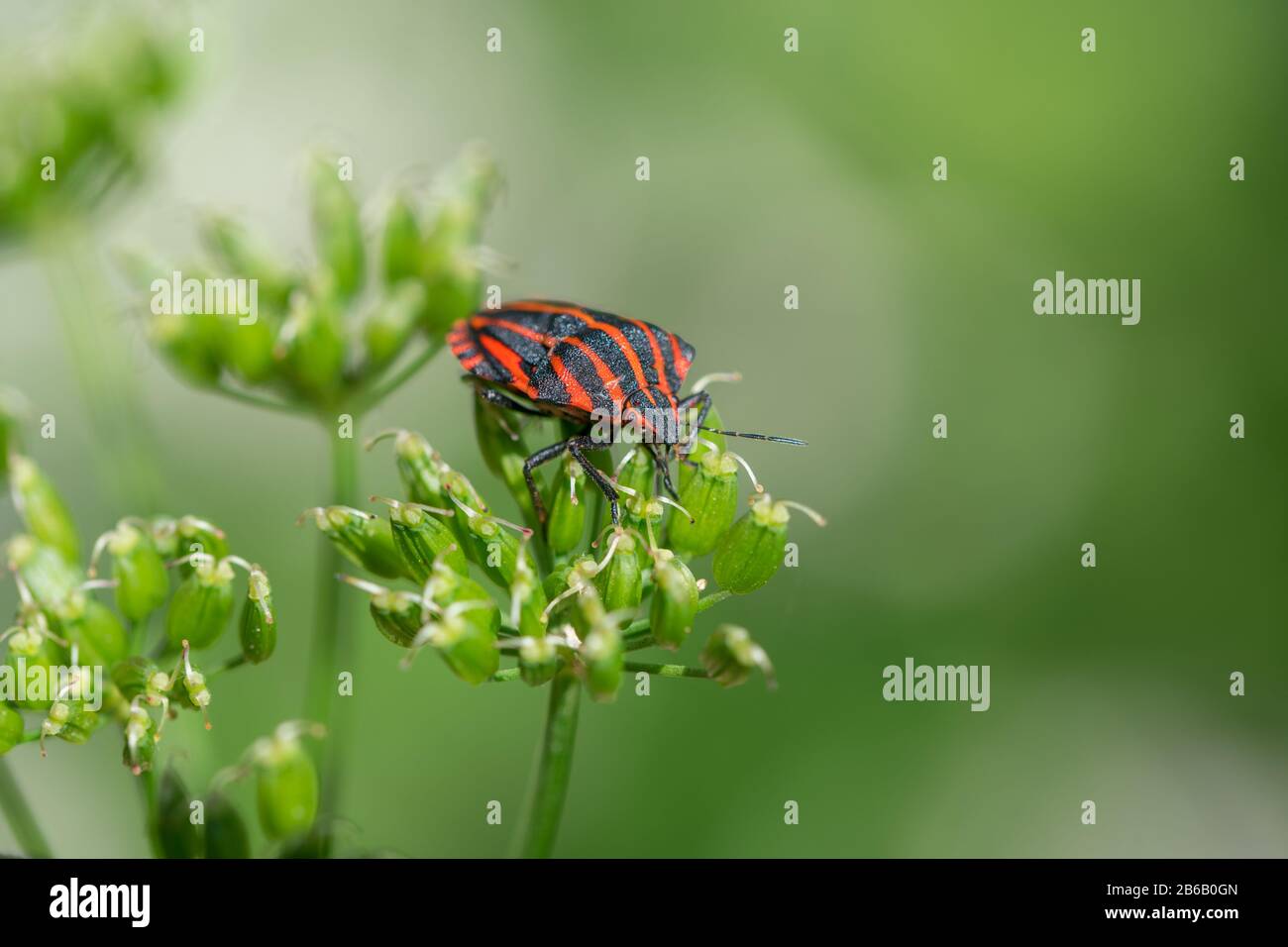 European Striped Shield Bug (Graphosoma italicum) sitting on a flower ...