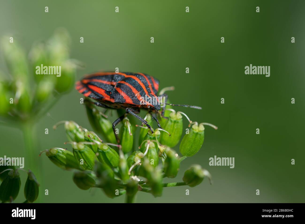 Black and white striped bugs hi-res stock photography and images - Alamy