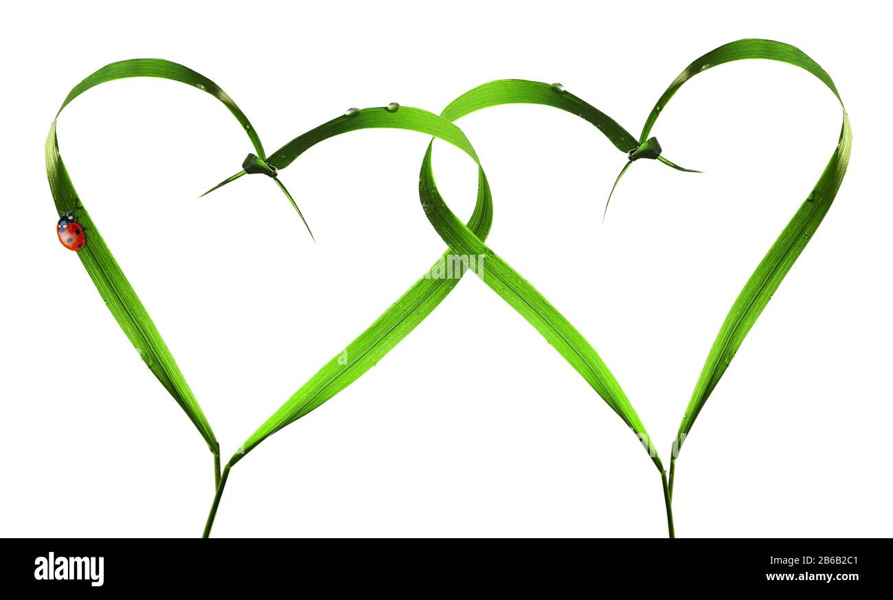 Heart beetle hi-res stock photography and images - Alamy