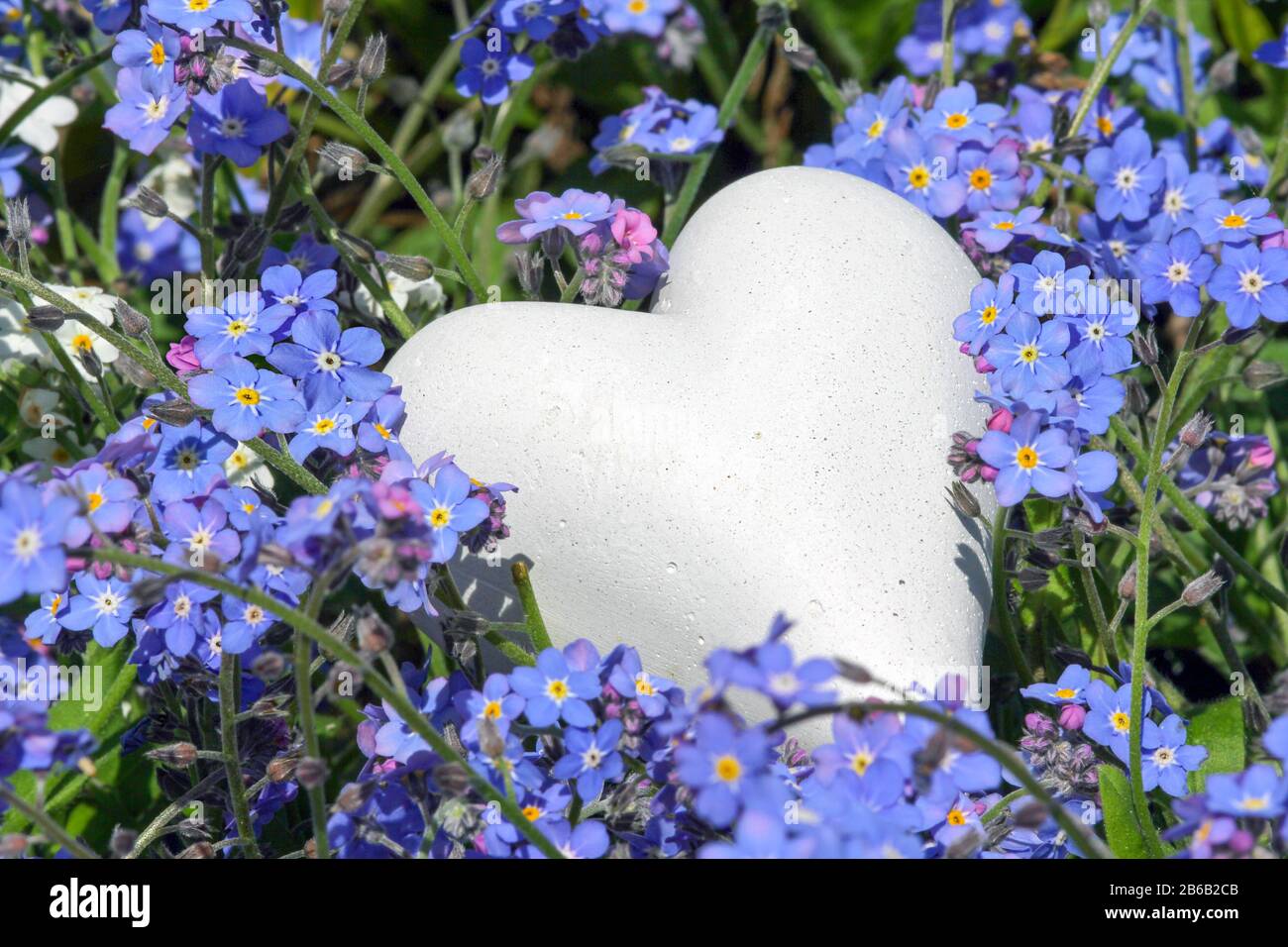 Forget Me Not Flowers Heart