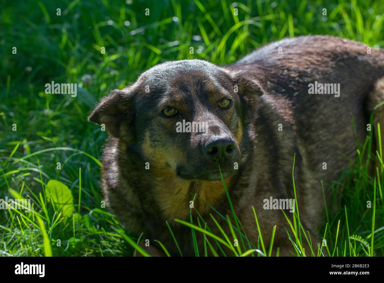 Sad german shepherd dog hi-res stock photography and images - Alamy