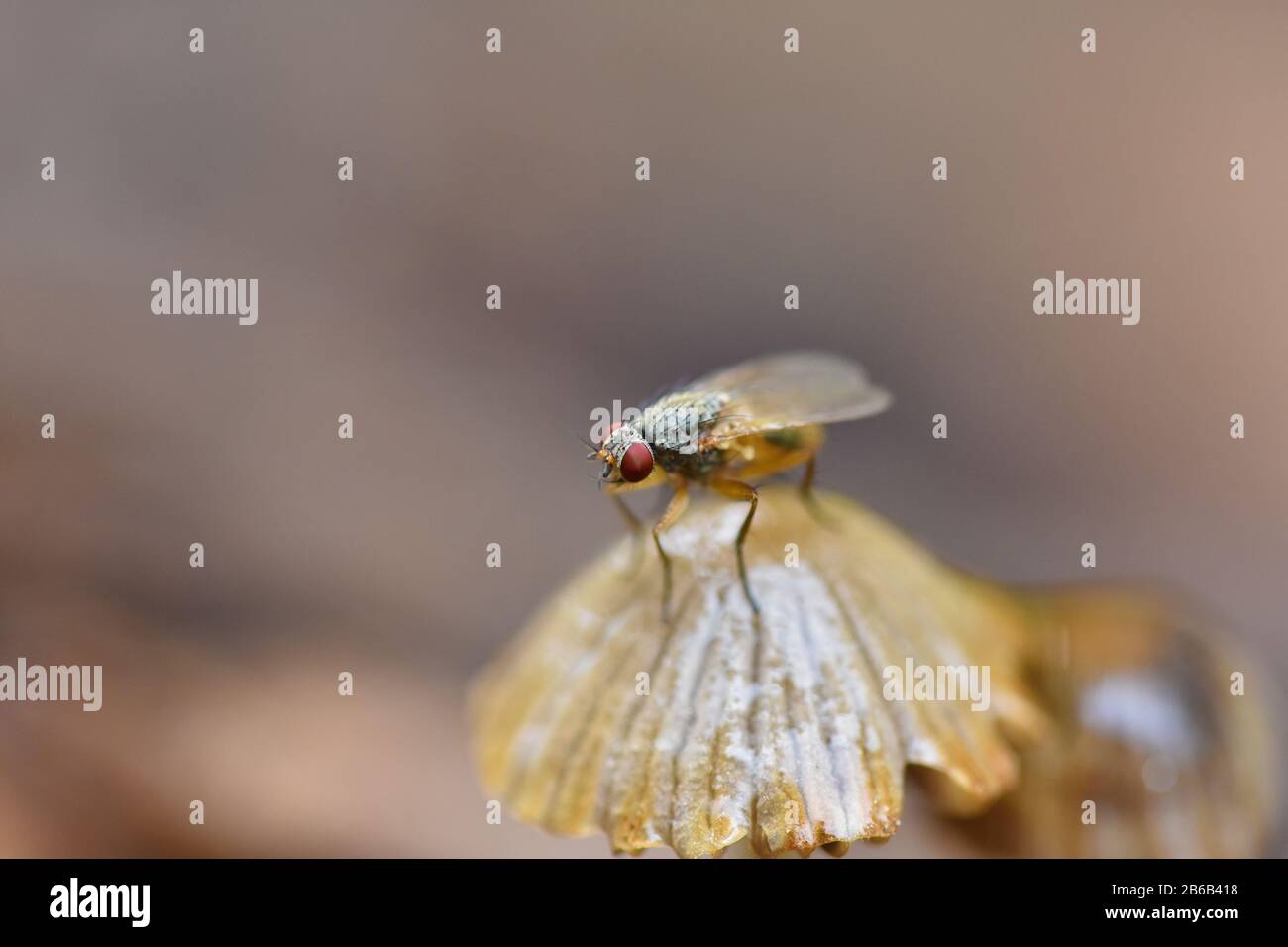 Fly sitting on a small mushroom Stock Photo - Alamy