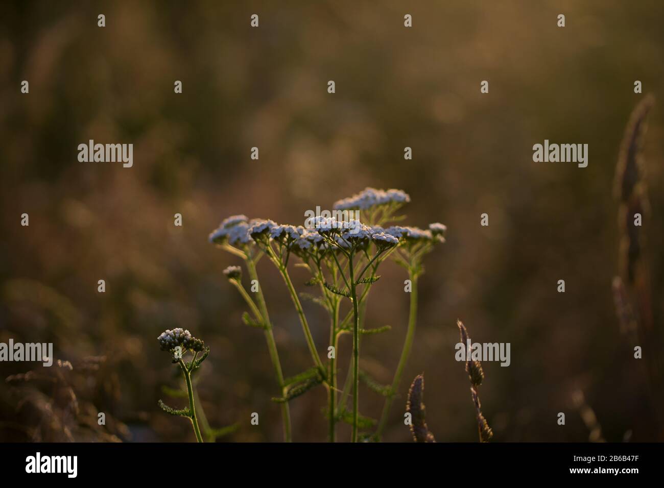 White yarrow flowers (achillea millefolium) at dawn sunset in a meadow ...