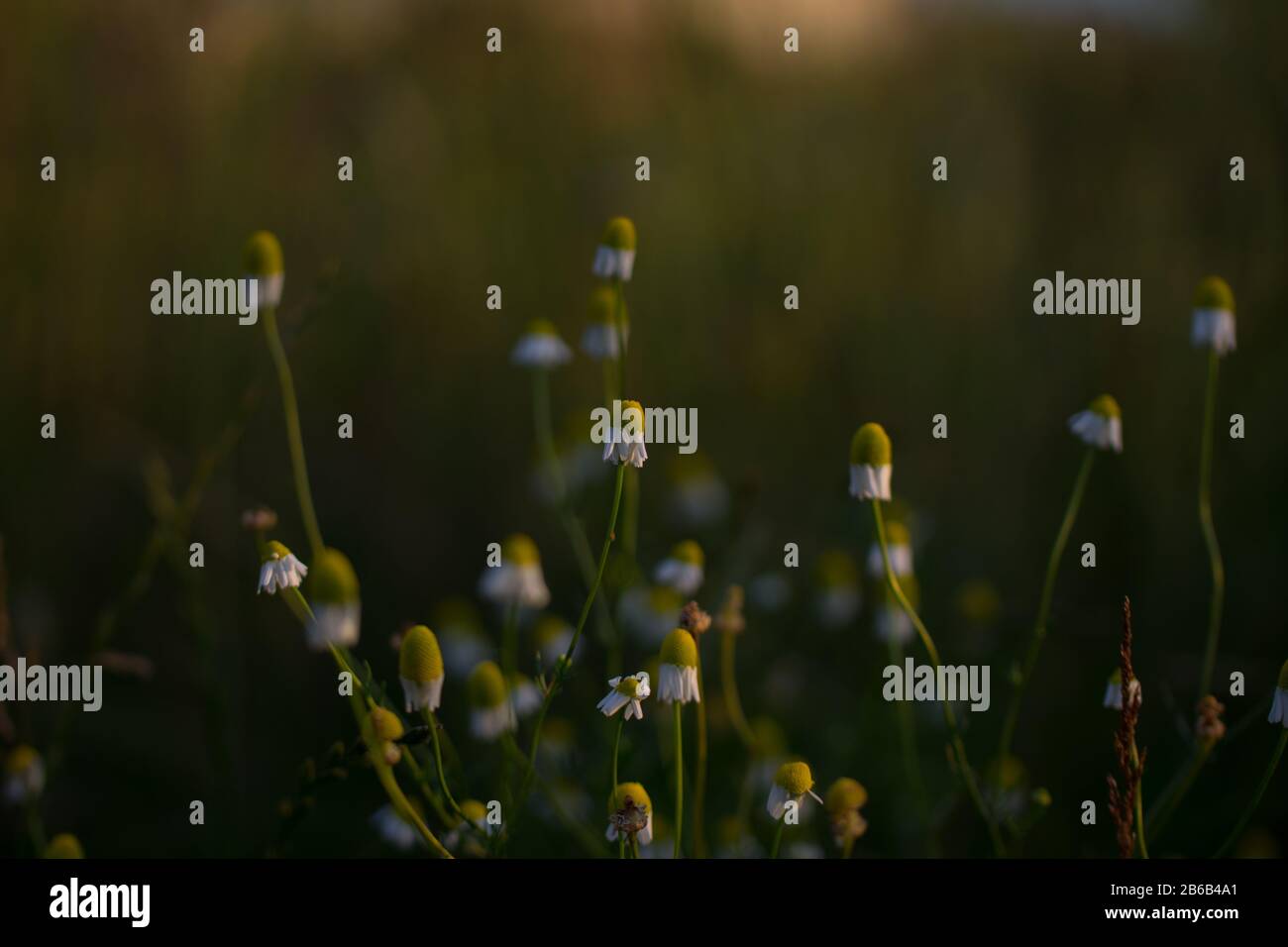 Beautiful daisy flowers with petals pointing down at evening in meadow ...