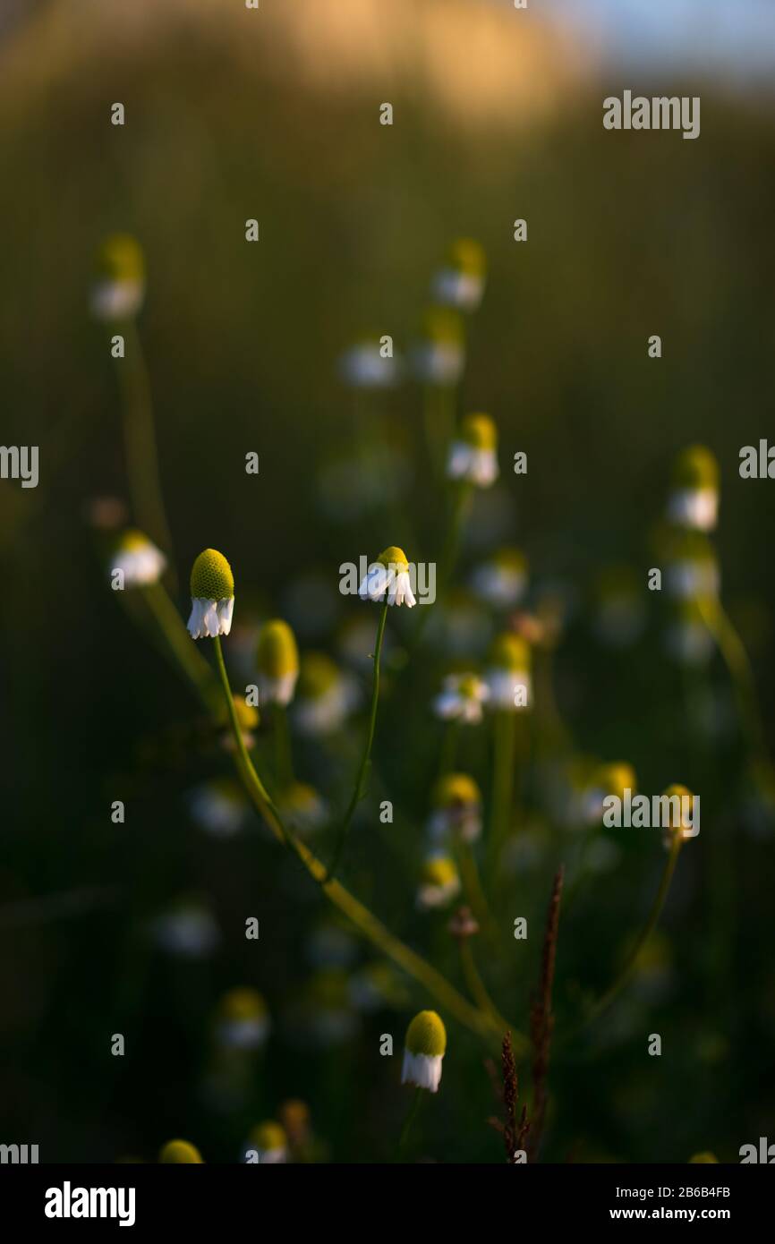 Pointing petals hi-res stock photography and images - Alamy