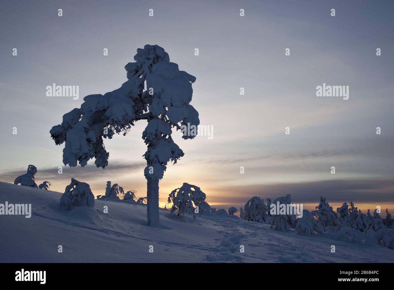 Snow covered trees in Lapland, Finland create a wonderful and beautiful ...