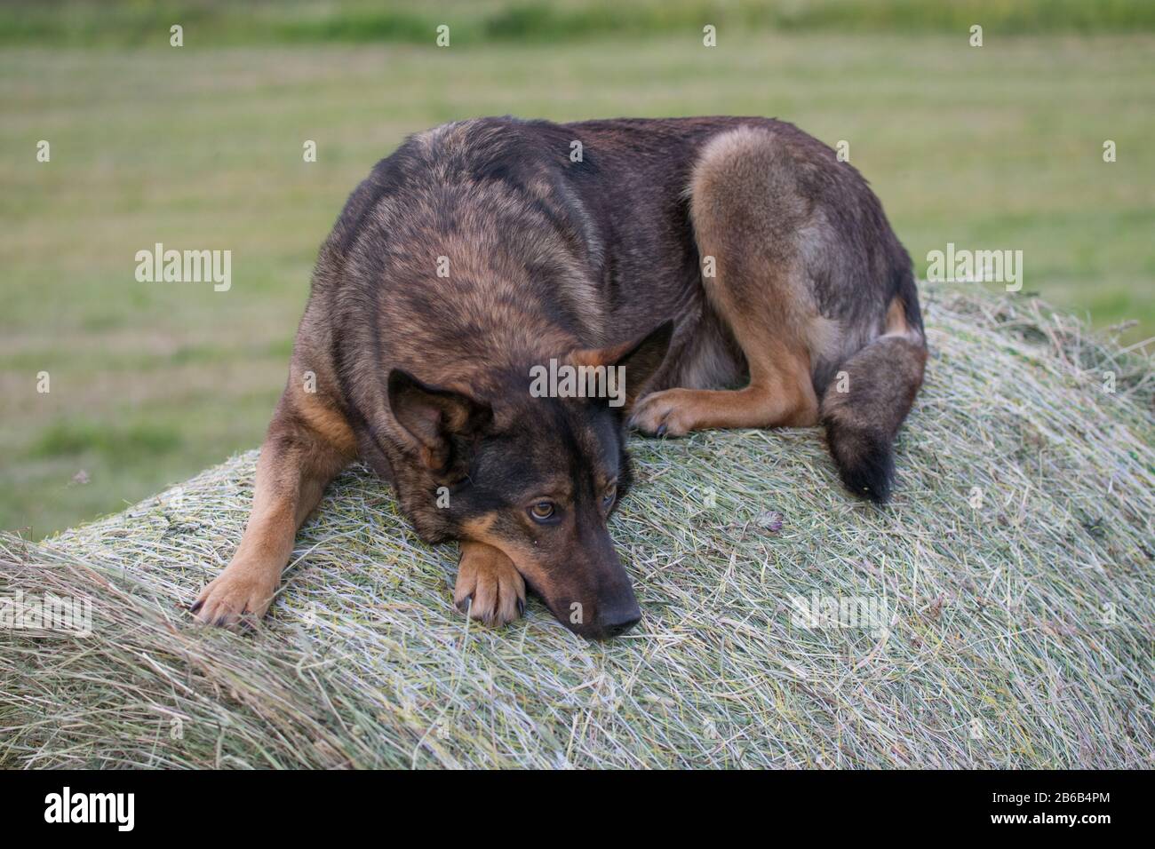 Sad german shepherd dog hi-res stock photography and images - Alamy
