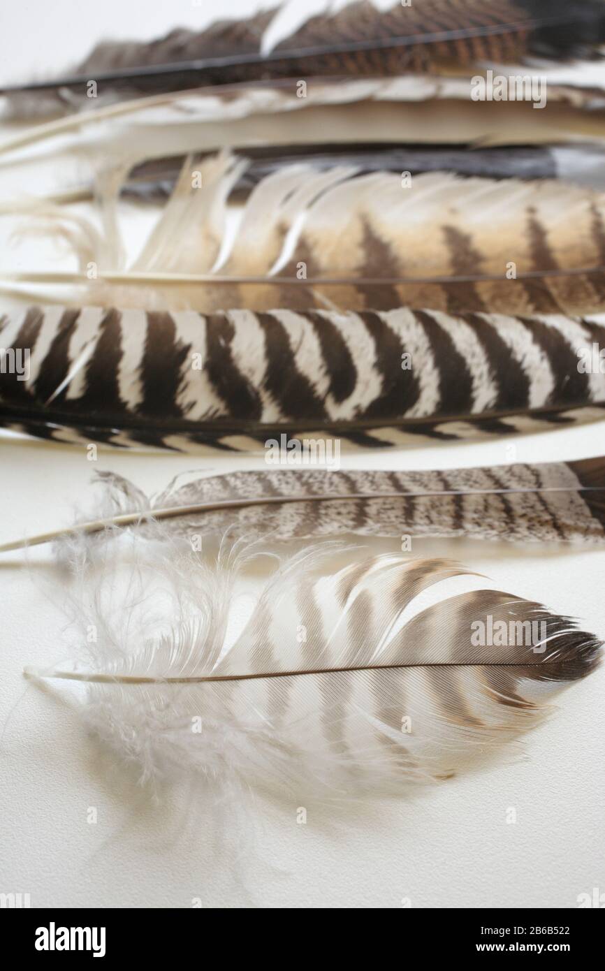 Stripped feathers hi-res stock photography and images - Alamy