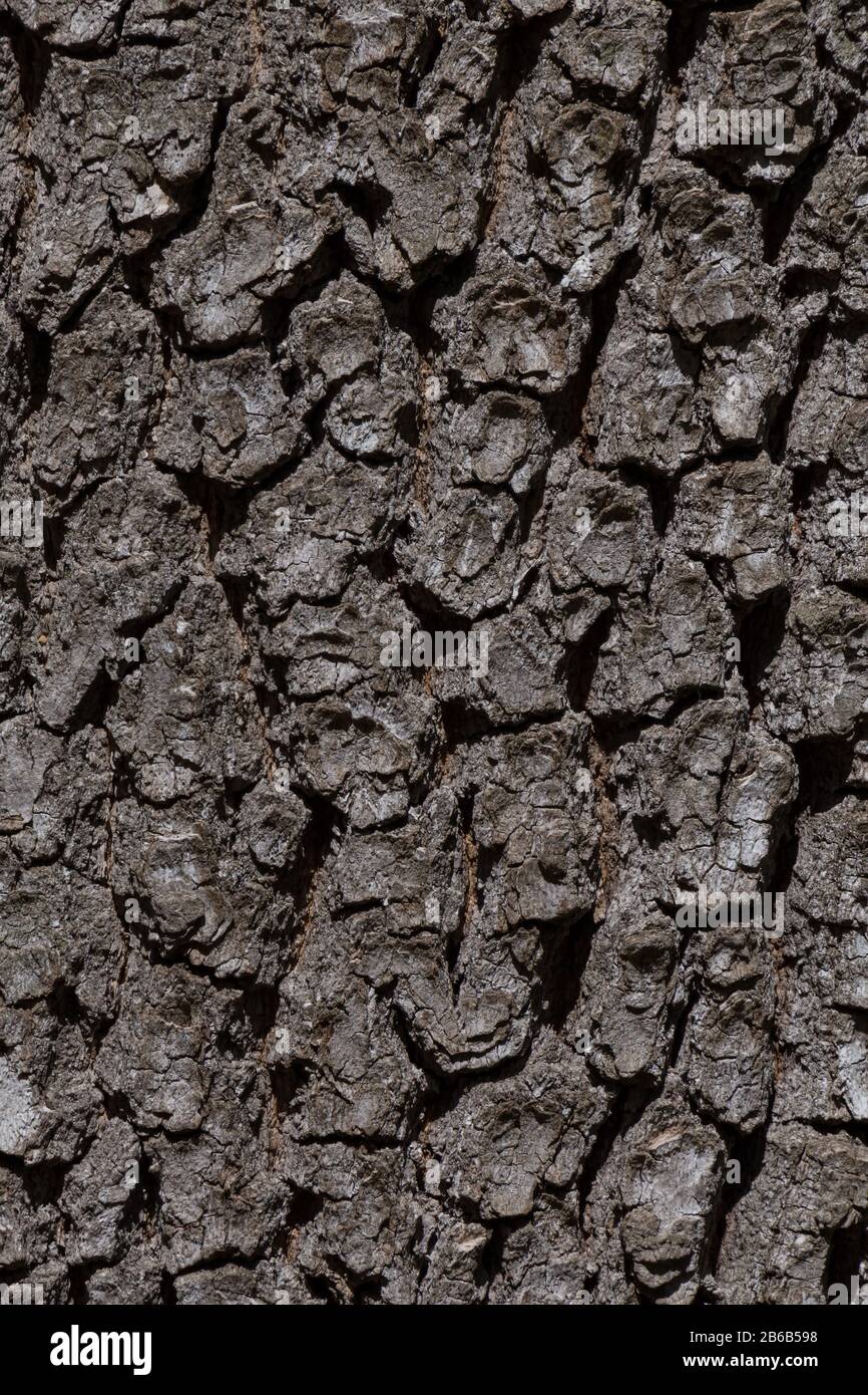 Oak tree bark texture hi-res stock photography and images - Alamy