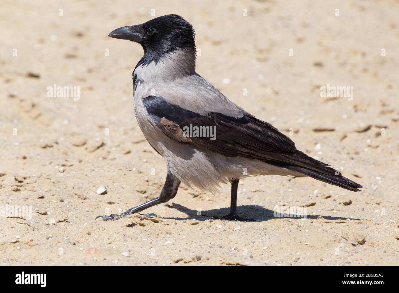 Crow walking hi-res stock photography and images - Alamy