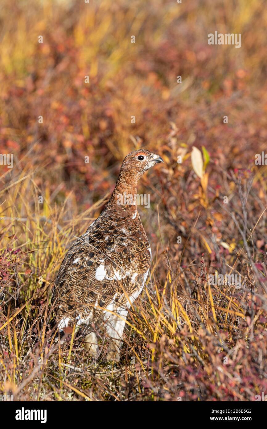 Willow Ptarmigan in Fall Plumage in Alaska Stock Photo - Alamy
