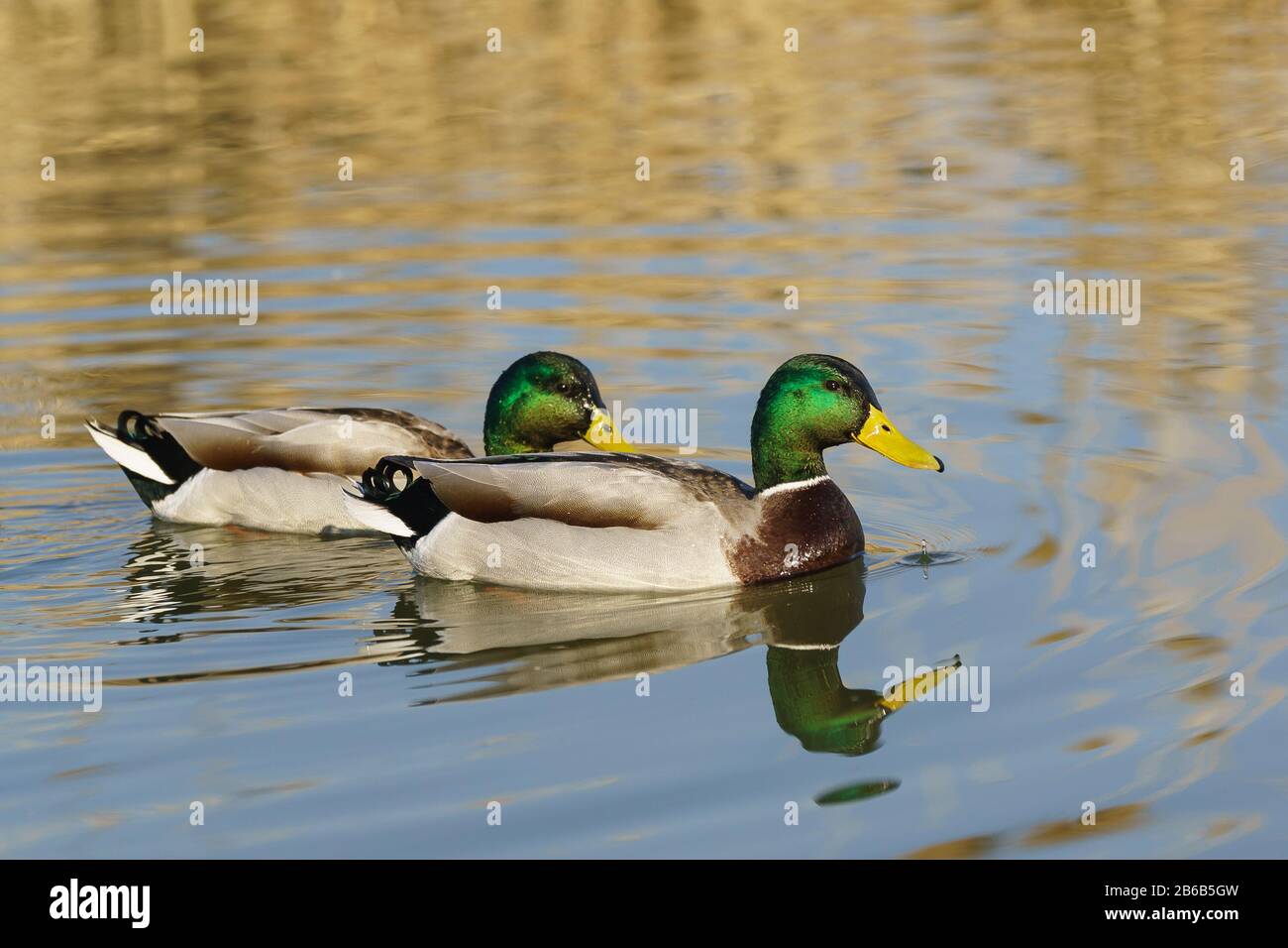 Two Drake Male Mallard Duck Lat Anas Platyrhynchos In The Pond