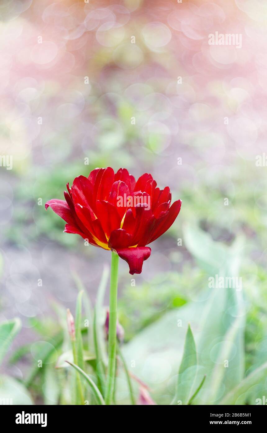 Terry flower hi-res stock photography and images - Alamy