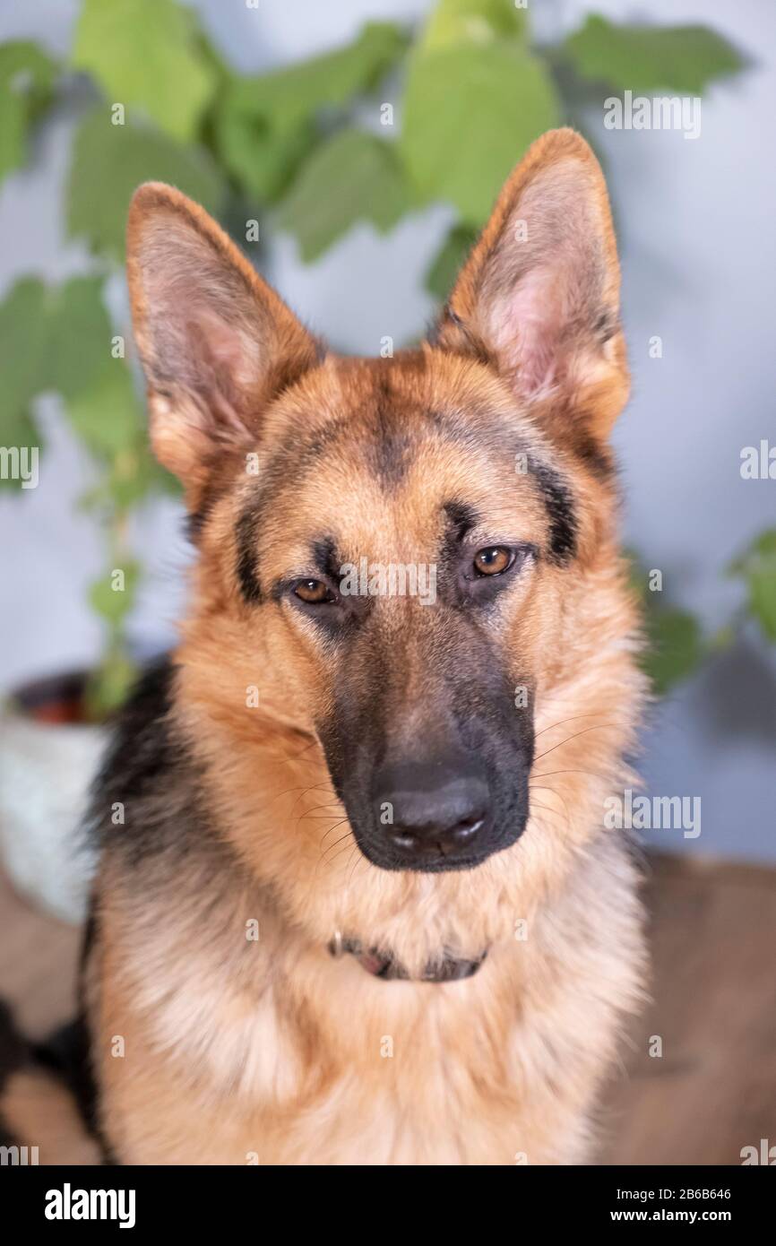 Brown and yellow German Shepherd Dog Close Up Portrait Stock Photo - Alamy