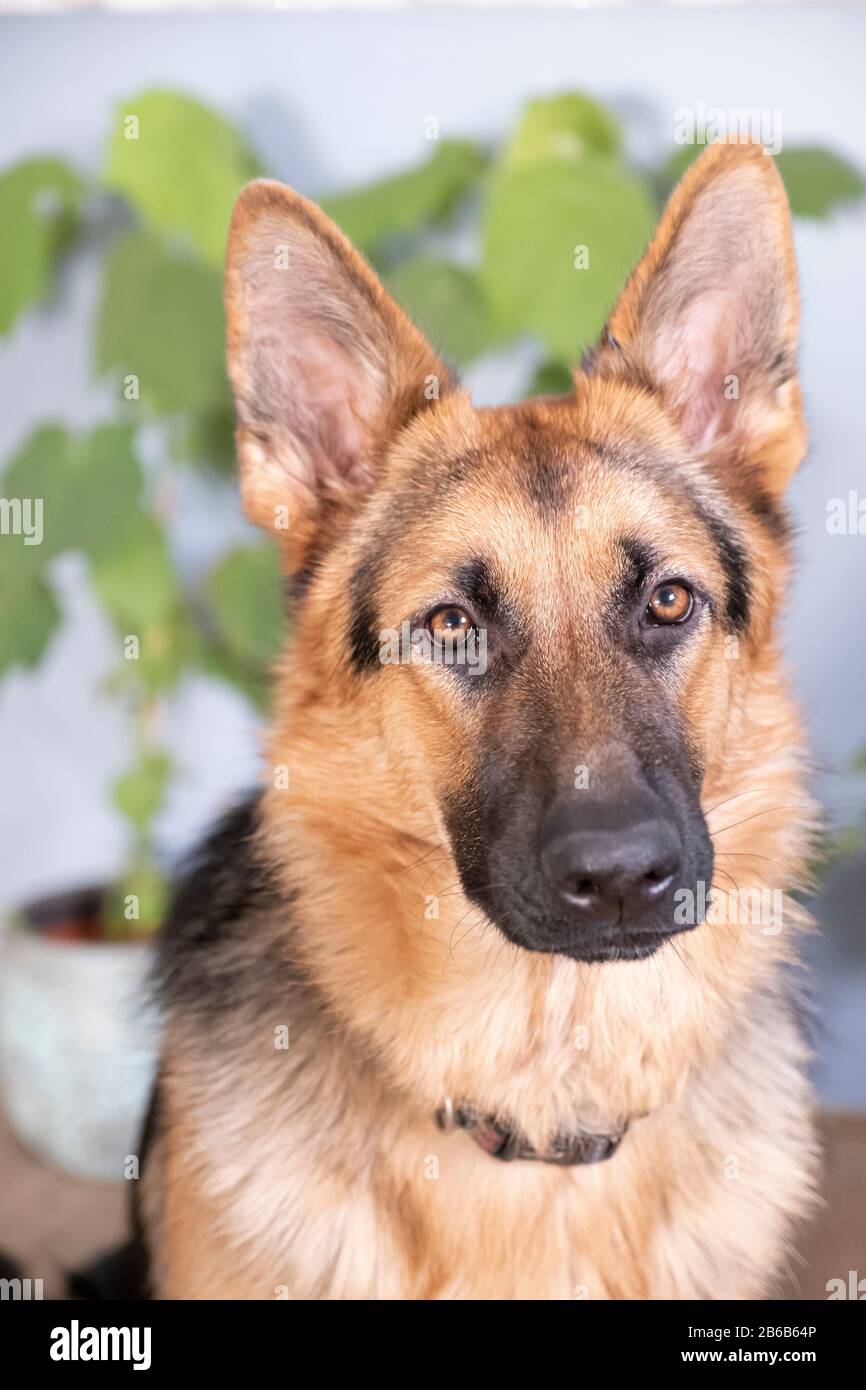 German Sheperd Head High Resolution Stock Photography and Images - Alamy