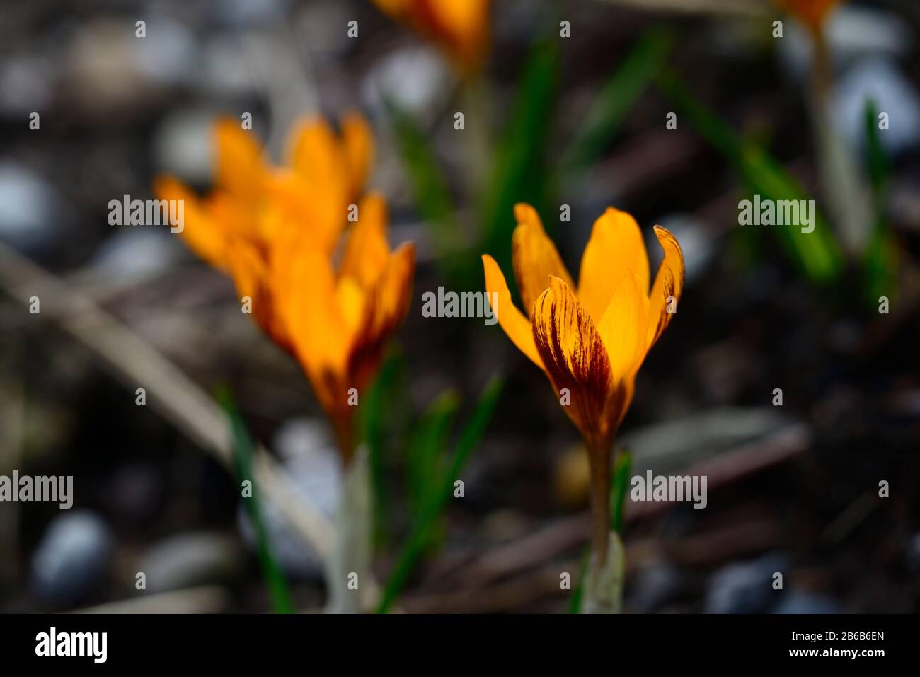 Orange monarch crocus hi-res stock photography and images - Alamy