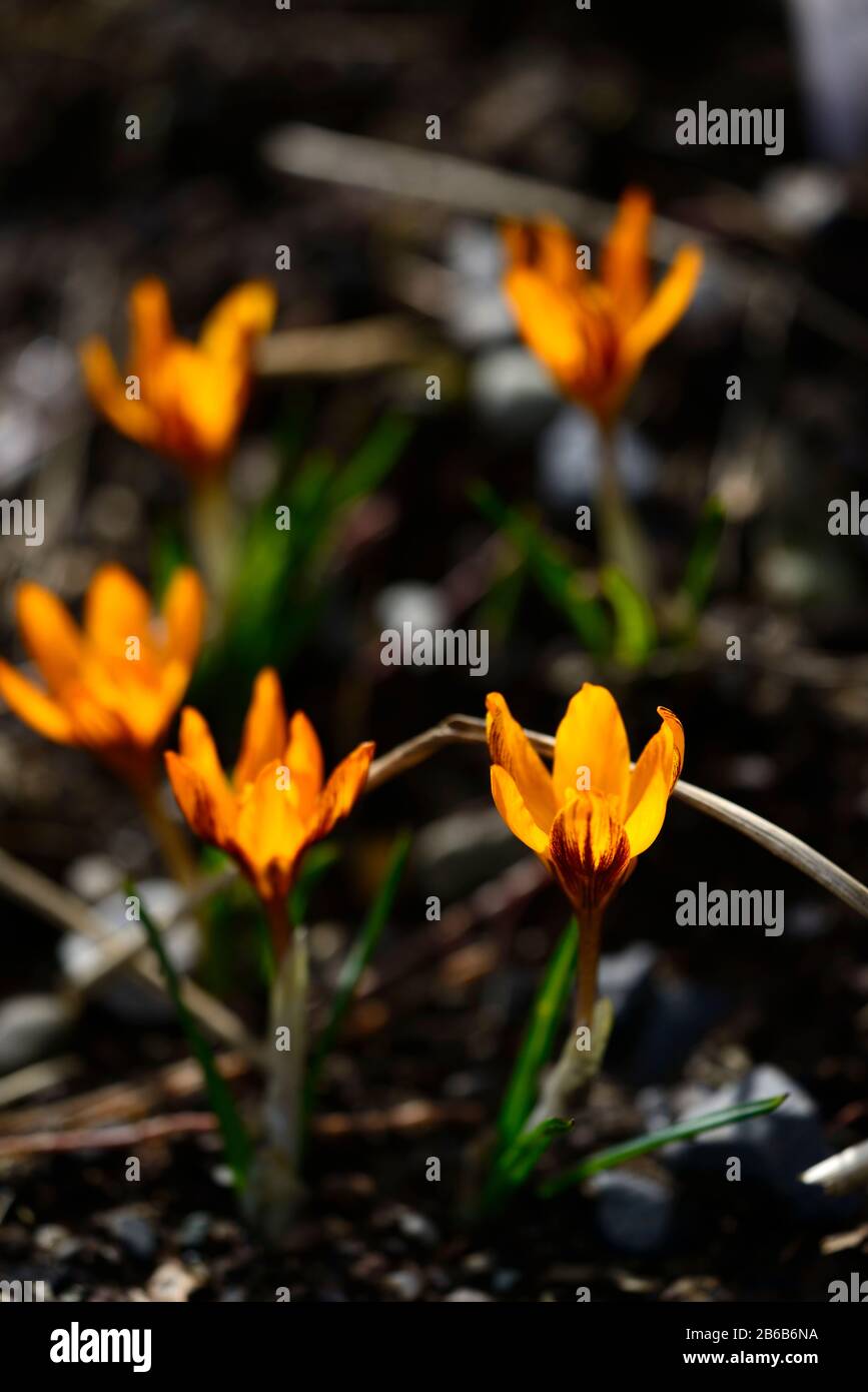 Crocus olivieri ssp balansae Orange Monarch,Crocus Orange Monarch ...